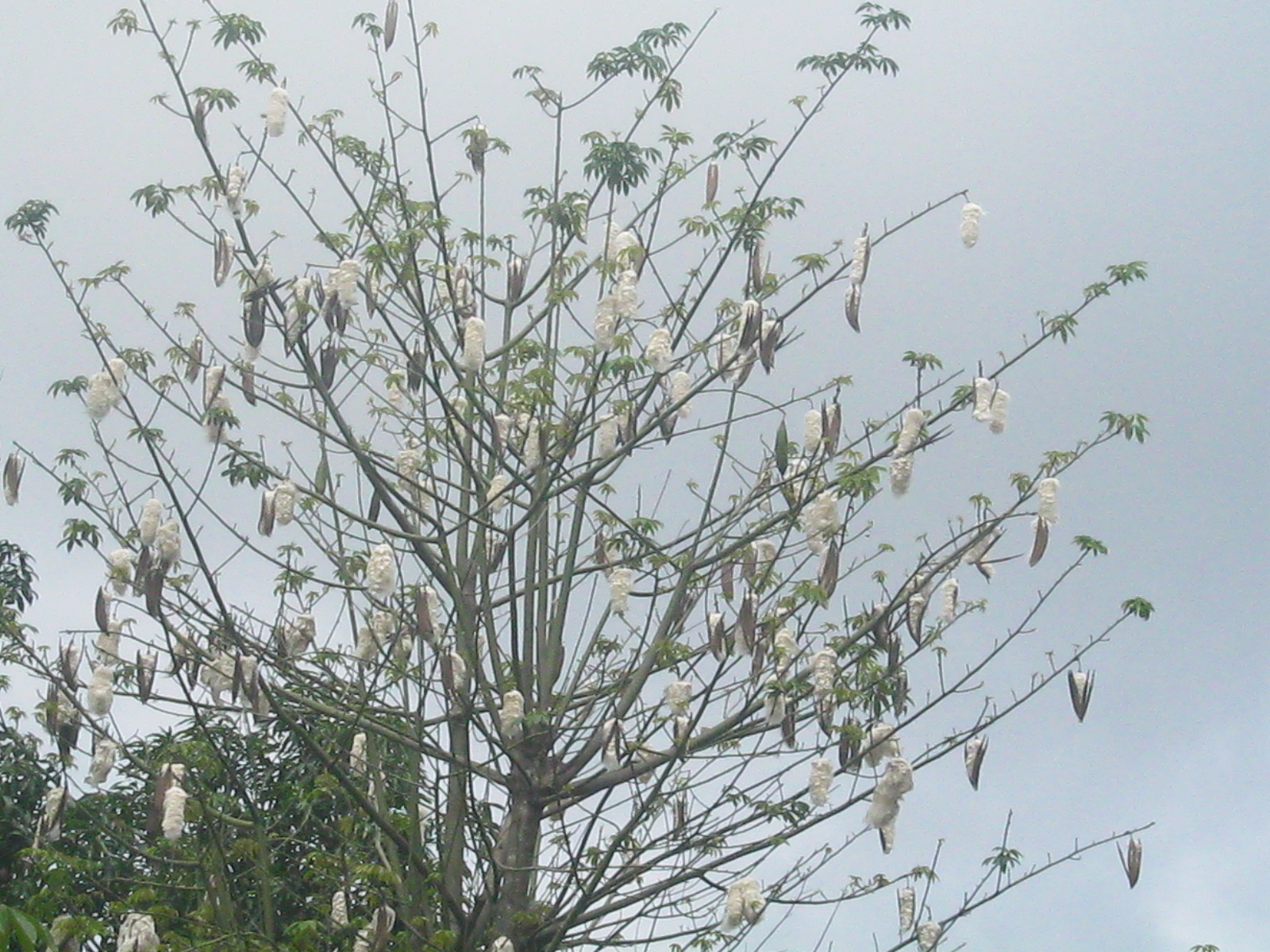 Nature shots: Panji Maram or Elavum ka